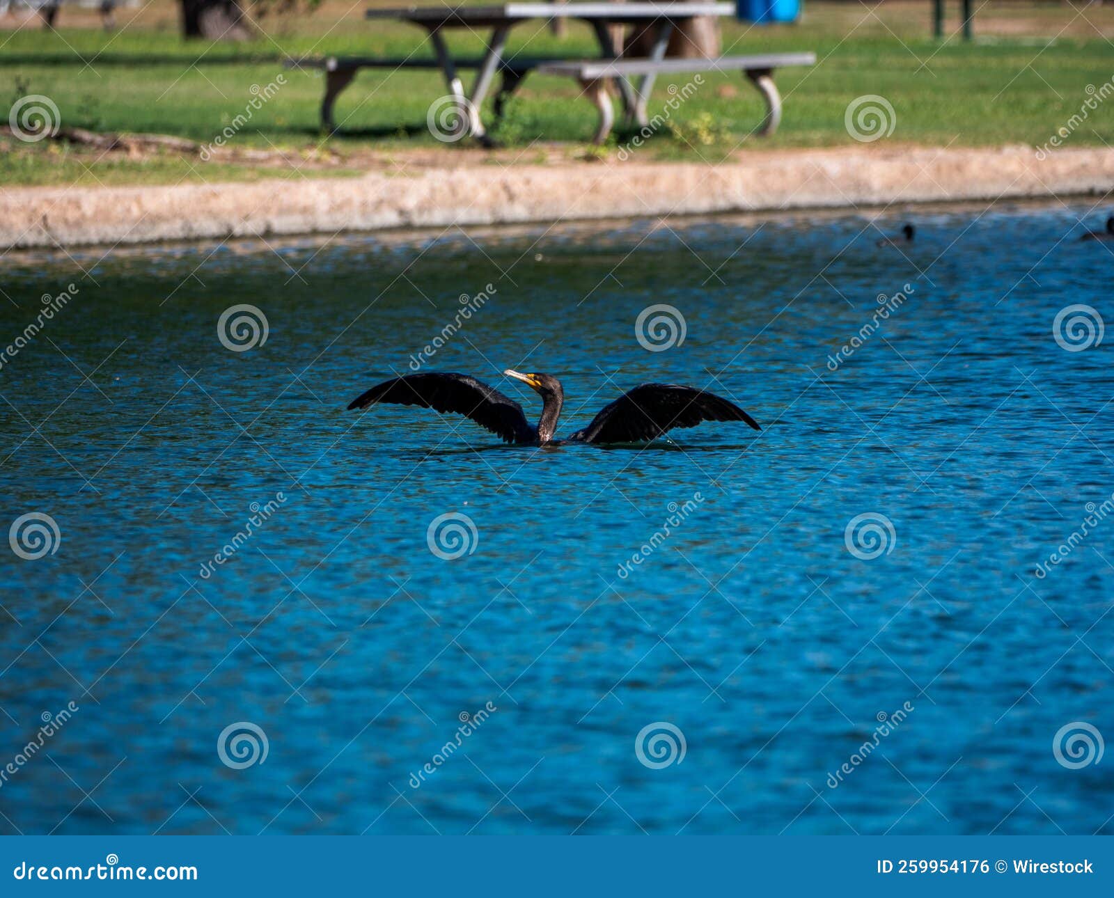 Bird Searching for Food in the River Stock Photo - Image of outdoor ...