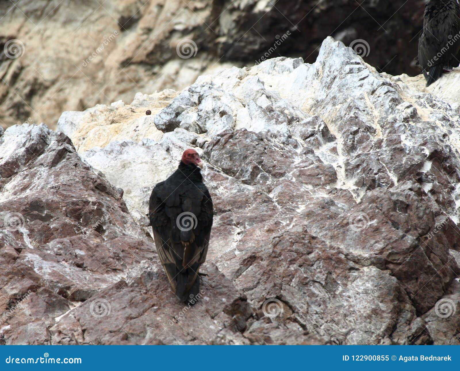 Bird seating on the Rock stock image. Image of cute - 122900855