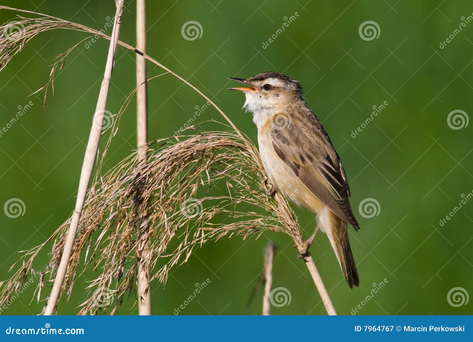 Bird - sedge warbler 1 stock image. Image of nature, sedge - 7964767