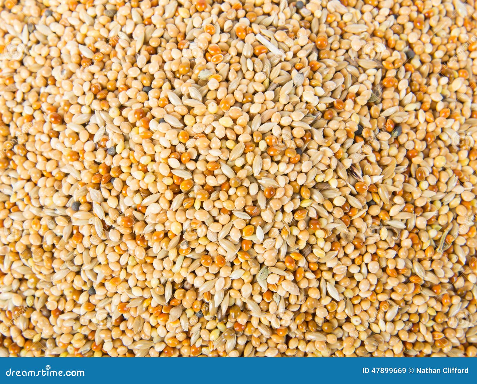 Bird Seed stock image. Image of growth, black, nutrition - 47899669