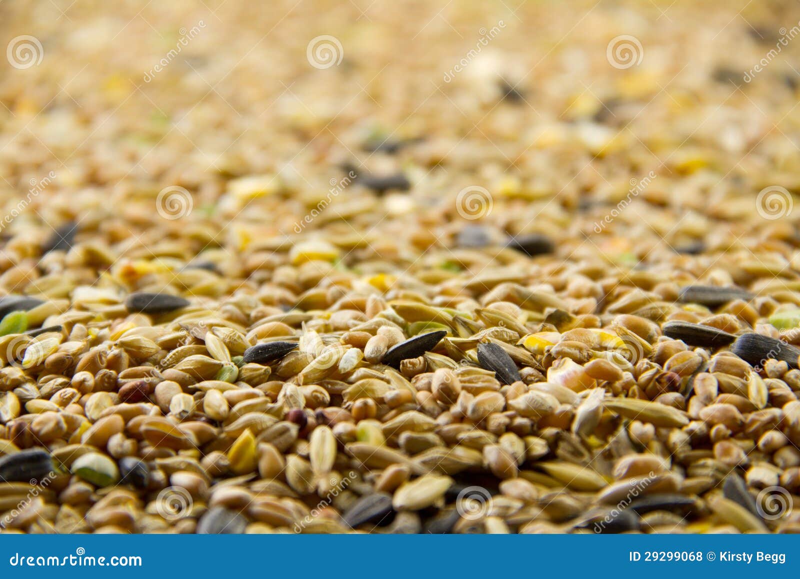 Bird Seed, Differential Focus Stock Photo - Image of food, seeds: 29299068
