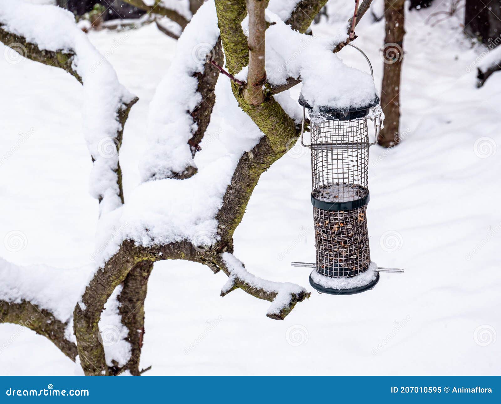 Bird Seed on a Tree in Winter Stock Image - Image of garden, nesting ...