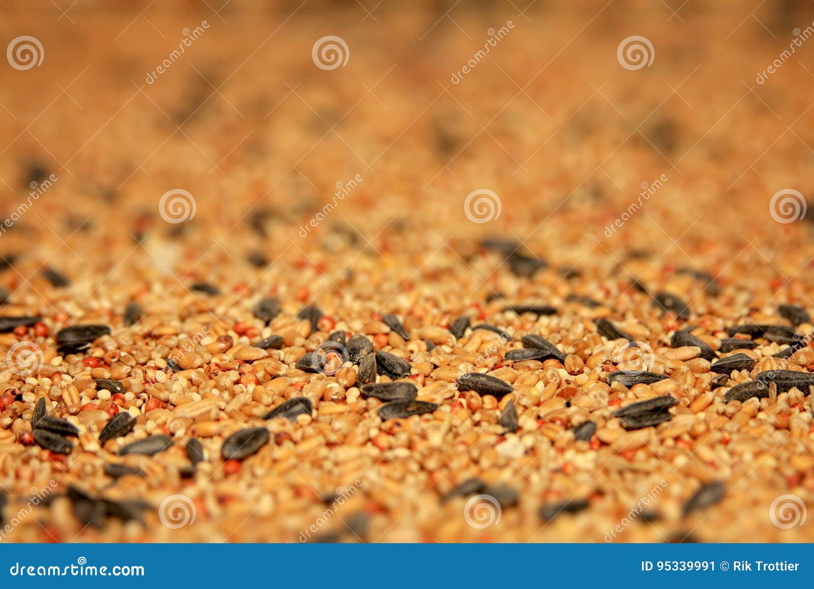 Bird Seed stock image. Image of meal, flax, seed, seeds - 95339991