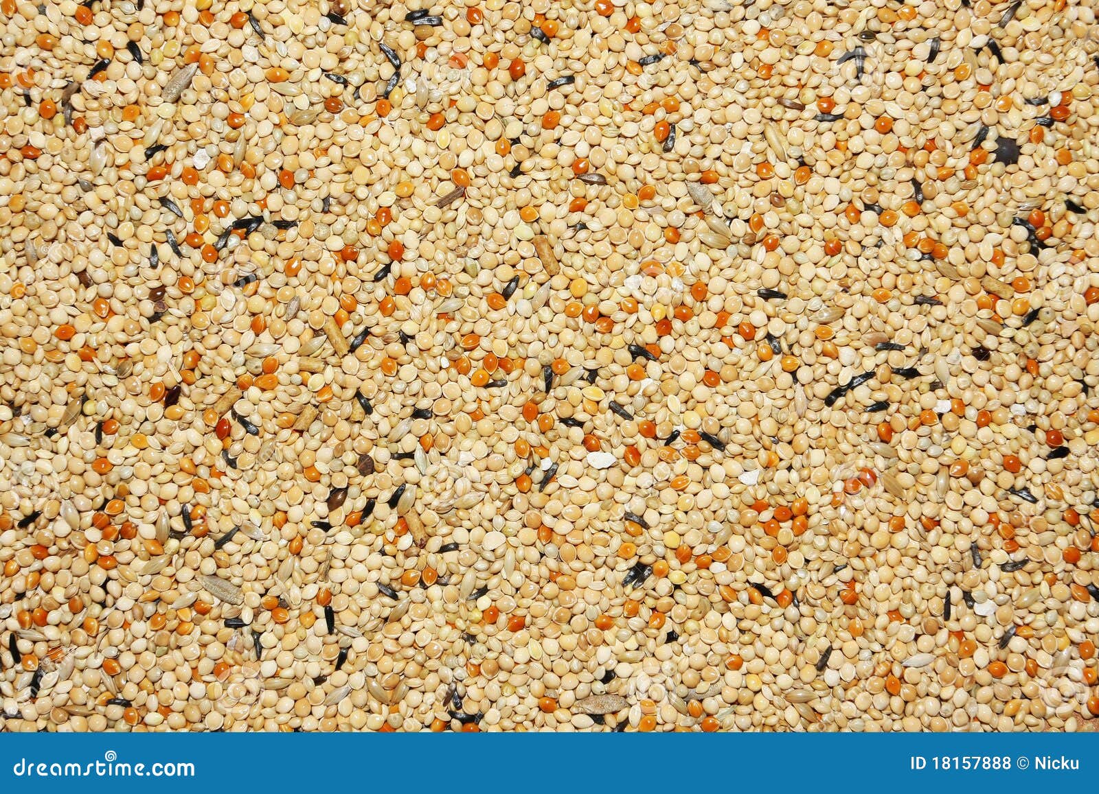 Bird seeds texture stock photo. Image of pets, bird, background - 18157888