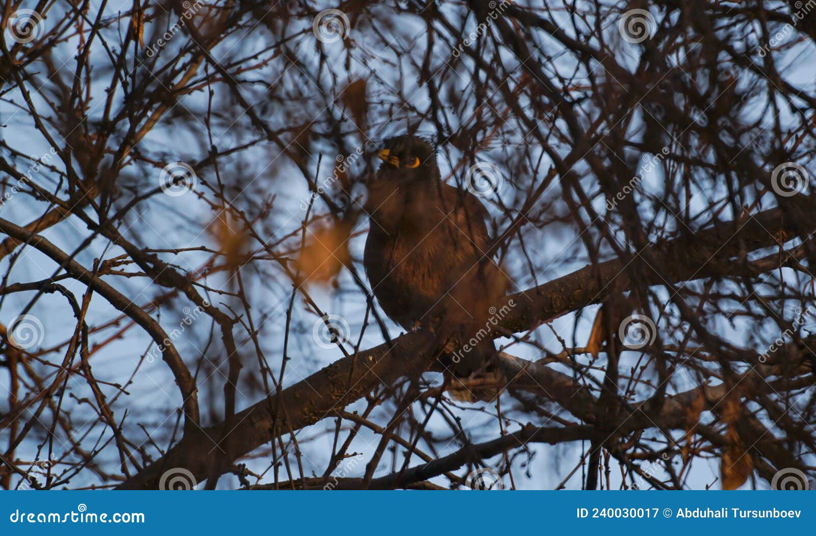 A Bird is Seen among the Branches of the Tree Stock Image - Image of ...
