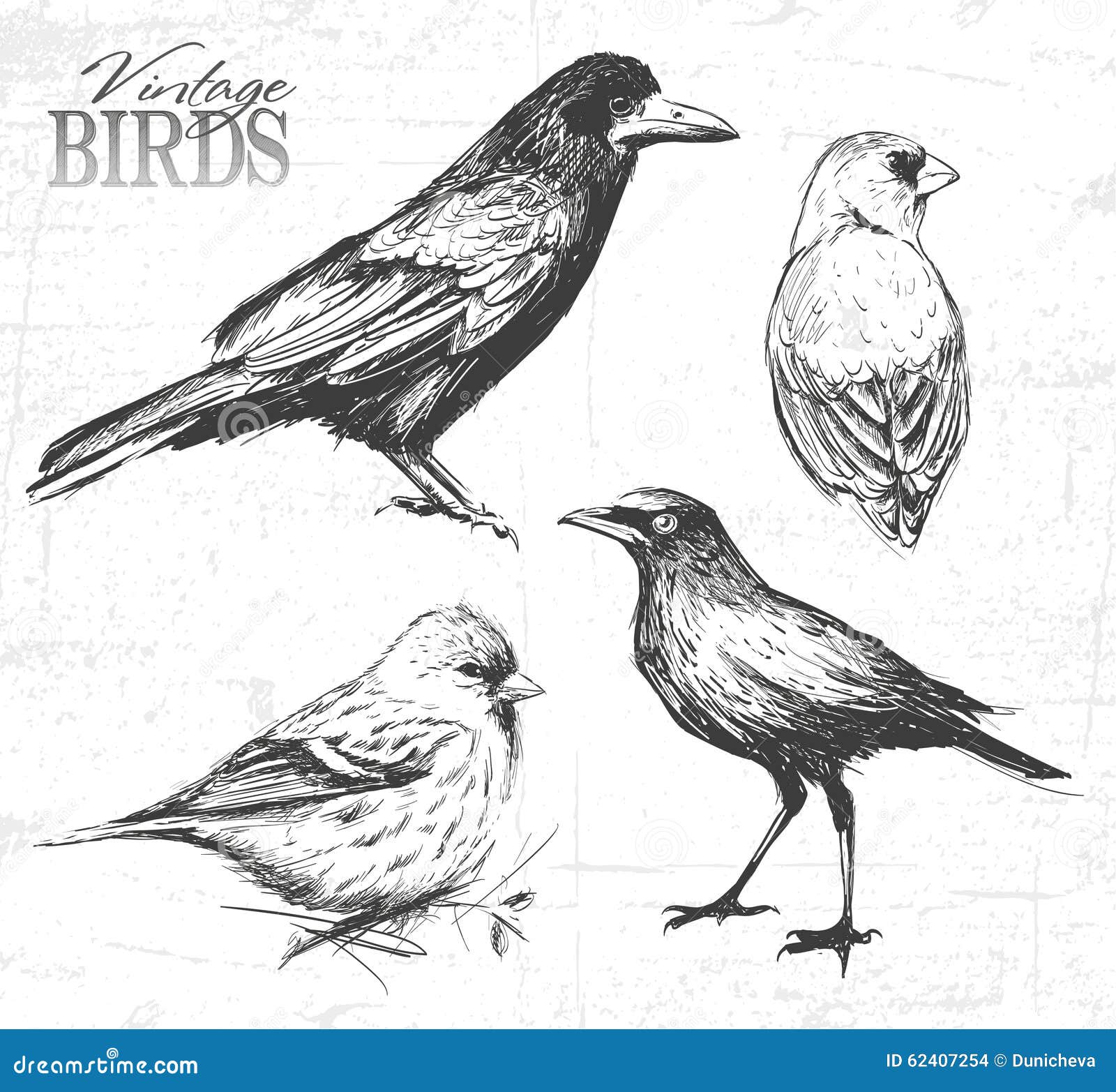 Bird Set, Hand-drawn Illustration Stock Vector - Illustration of flying ...