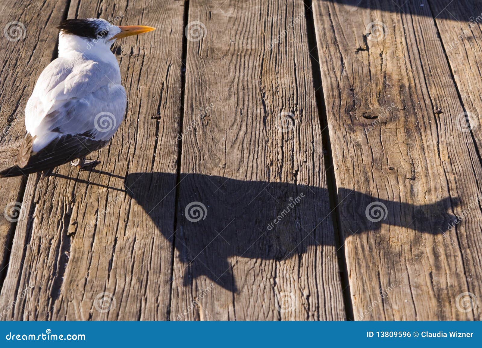 Bird and Shadow stock photo. Image of tern, royal, feature - 13809596