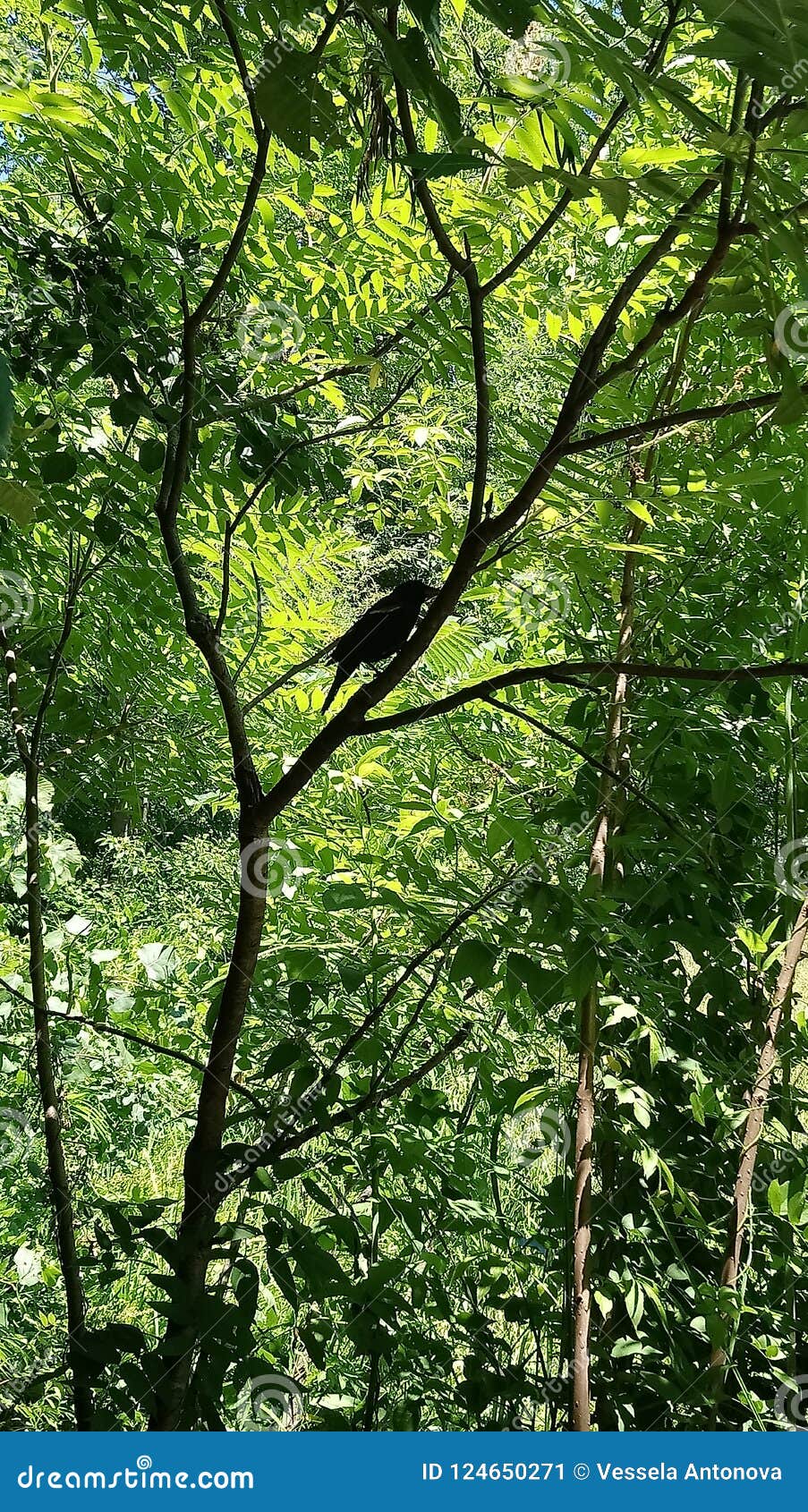 A bird shadow stock image. Image of trees, leafs, forest - 124650271