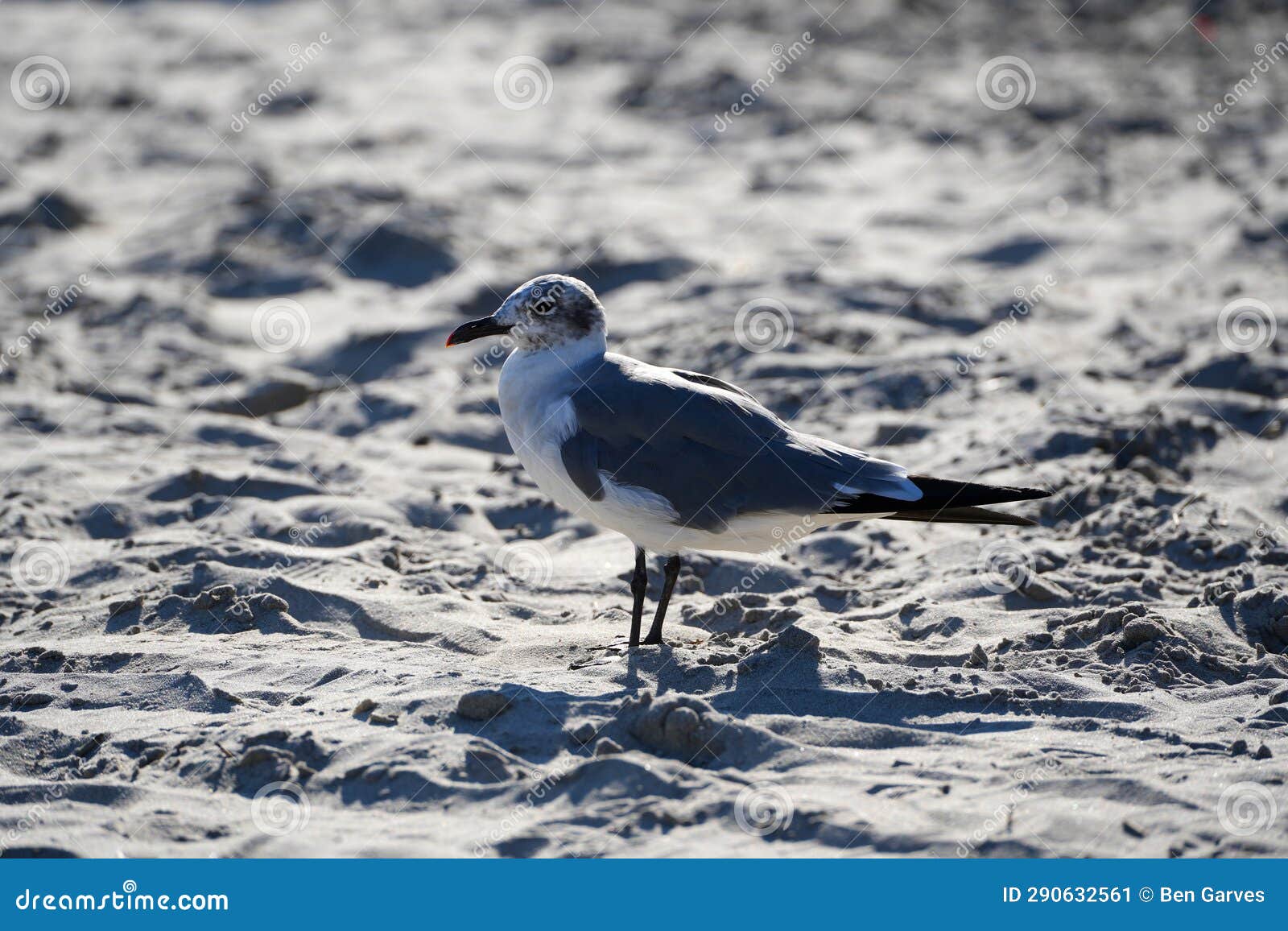Bird Shadows on Rough Sand stock image. Image of nesting - 290632561