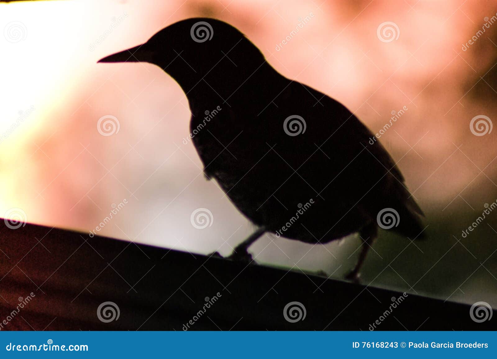 Bird in Shadows on Top of a House Stock Image - Image of dove, clip ...