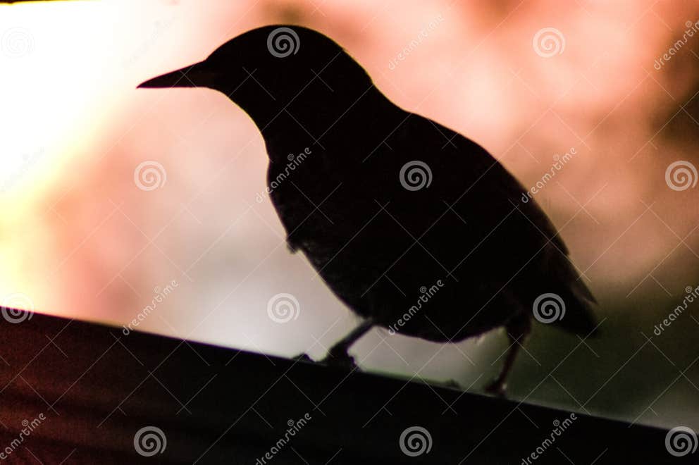 Bird in Shadows on Top of a House Stock Image - Image of dove, clip ...