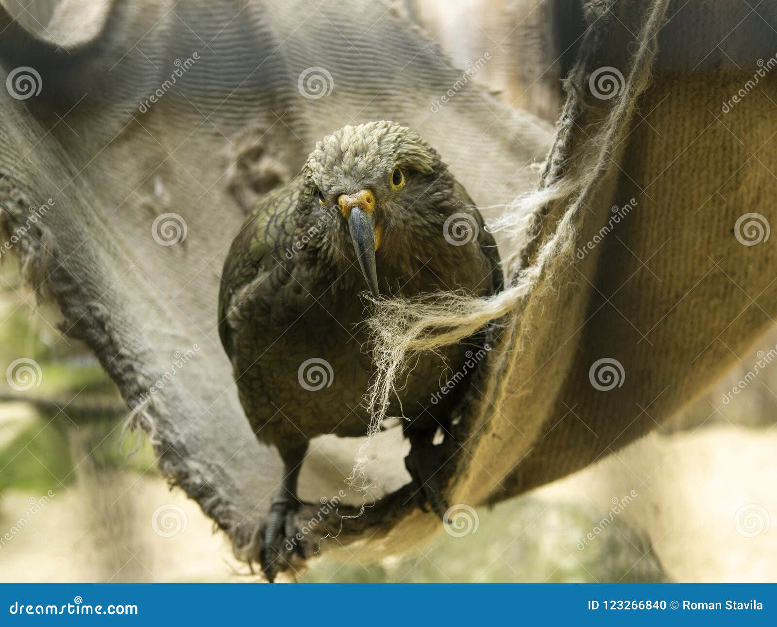 A bird with a sharp beak stock photo. Image of marsh - 123266840