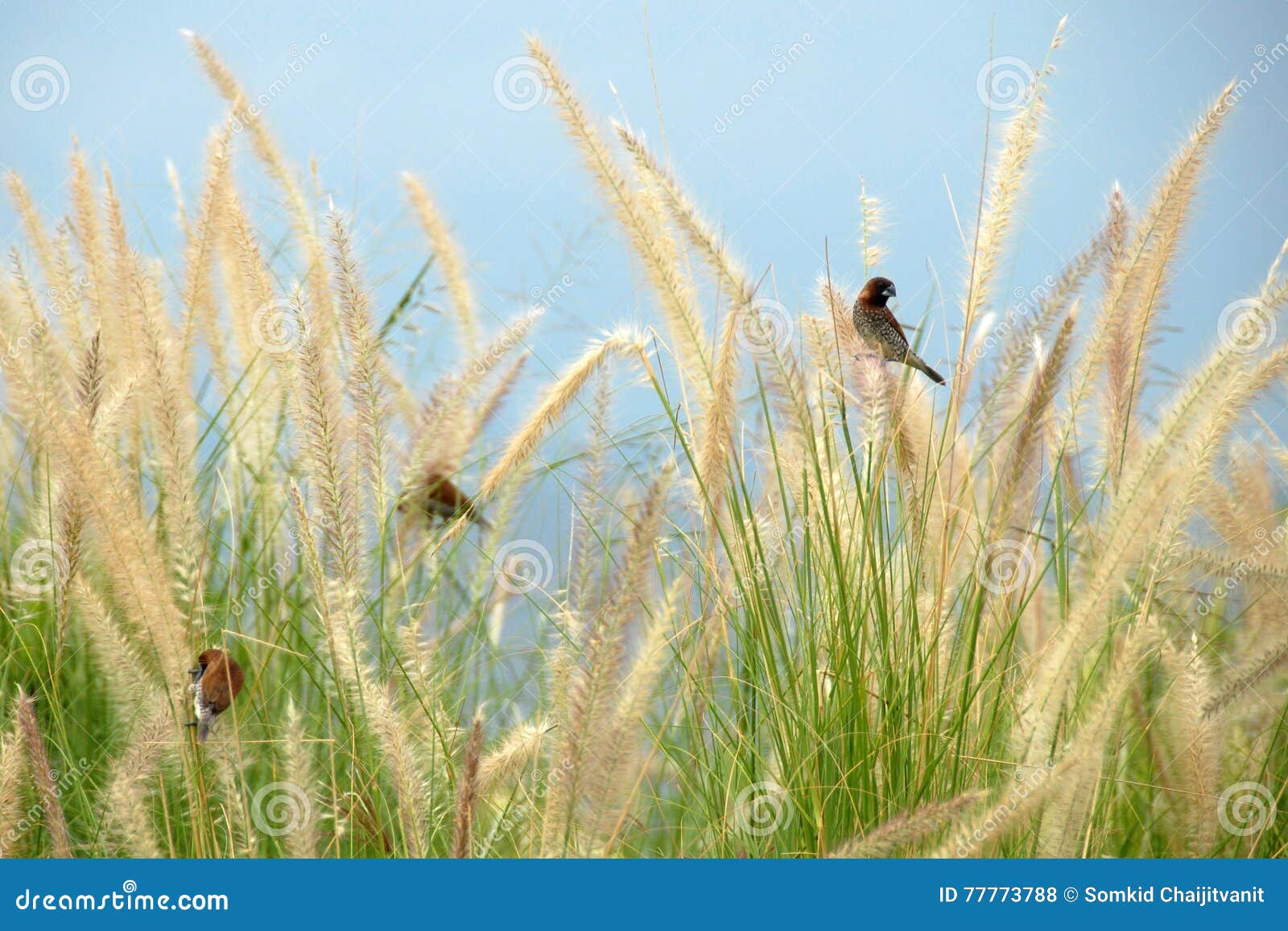 Bird sheep on grass stock photo. Image of wildlife, sheep - 77773788