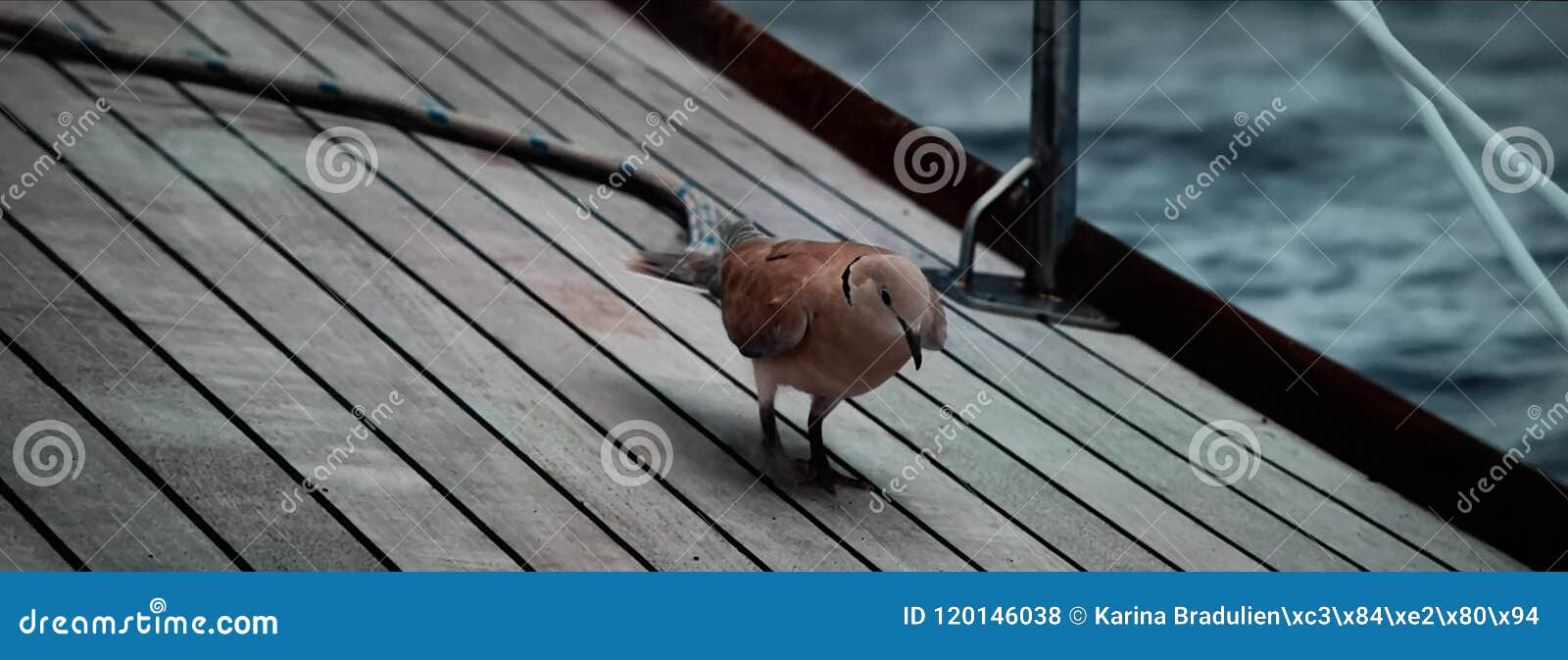 Bird in the ship stock photo. Image of beautiful, ship - 120146038