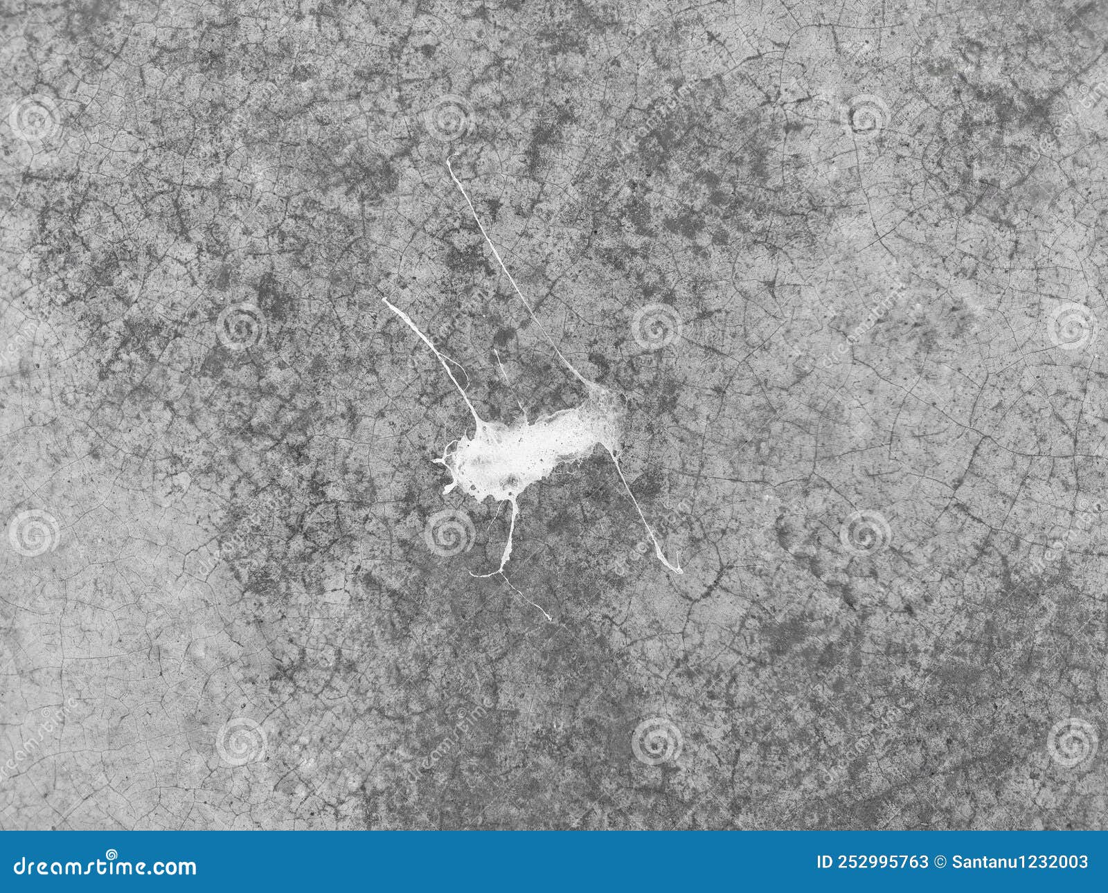 Bird Shit on Cemented Floor Stock Image - Image of black, cemented ...