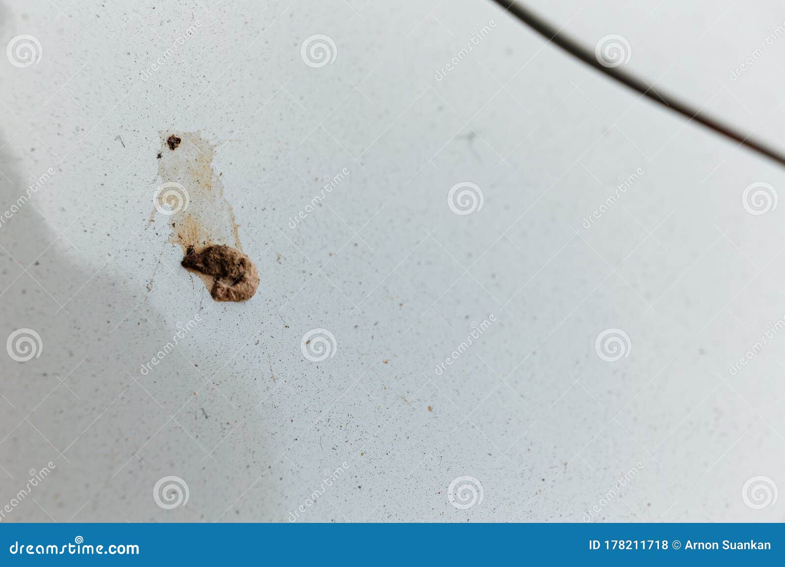 Bird shit drop on car stock photo. Image of dust, transport - 178211718