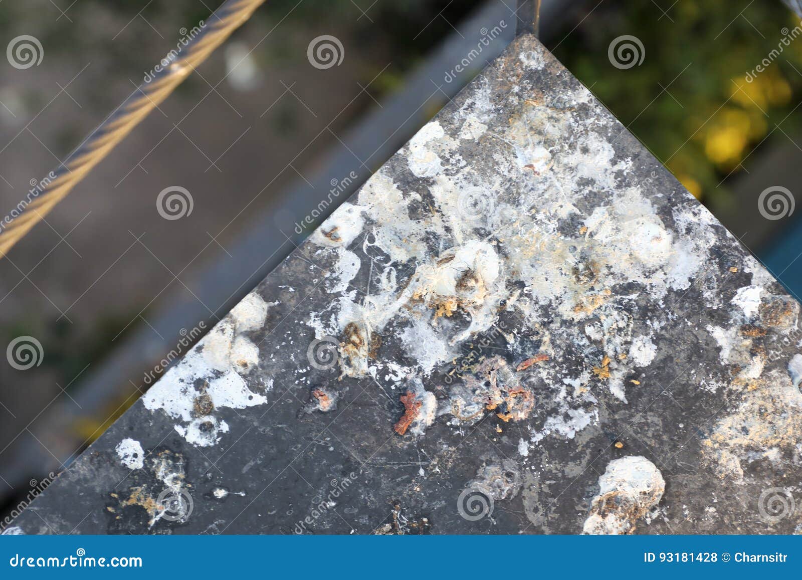 Bird shit on the floor stock photo. Image of bird, white - 93181428