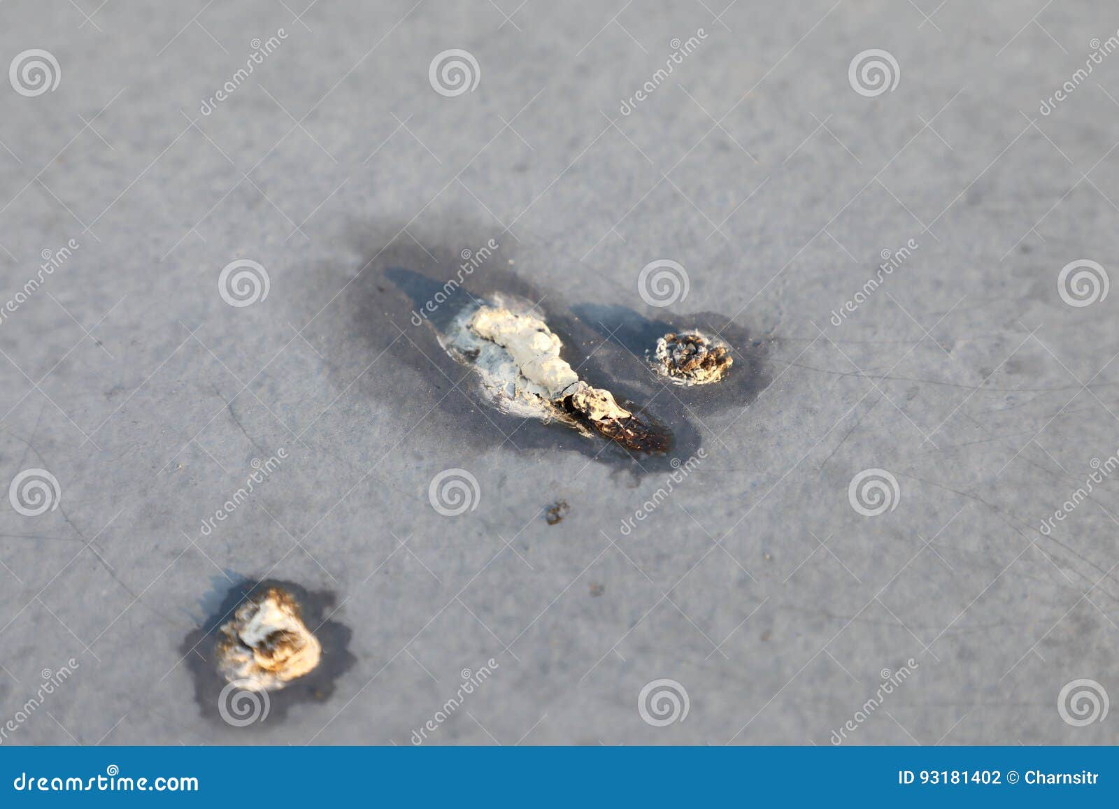 Bird shit on the floor stock photo. Image of outside - 93181402