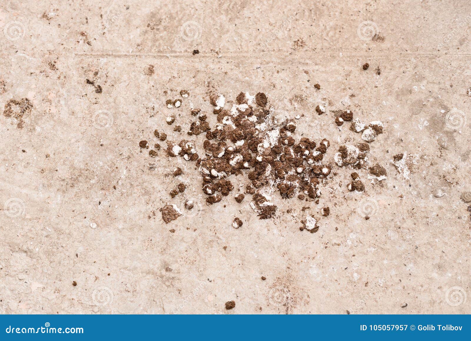 Bird Shit on the Floor Texture. Stock Image - Image of dropping, dirt ...