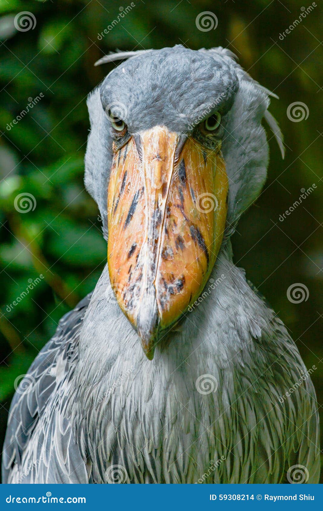 Bird Shoebill stock photo. Image of bill, gray, shoebill - 59308214