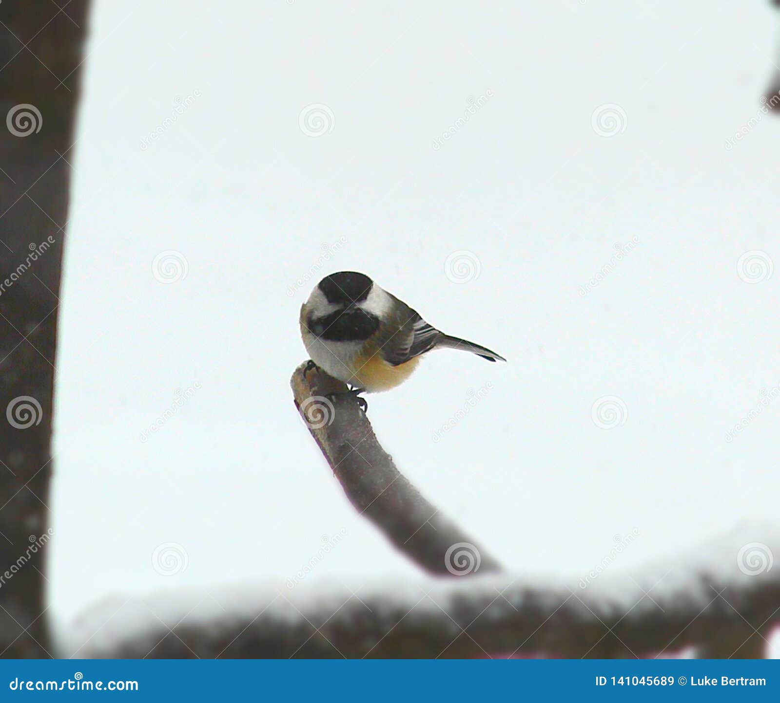 Bird shot stock image. Image of bird, shot, vsco, preset - 141045689