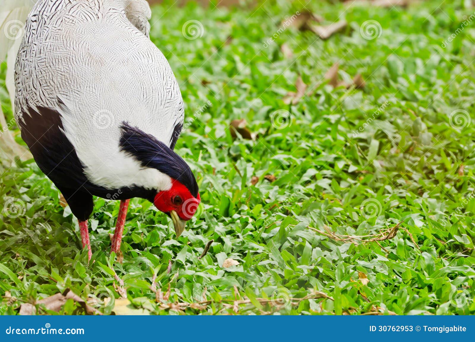 Bird (Siamese Fireback, Diard Fireback) Stock Image - Image of closeup ...