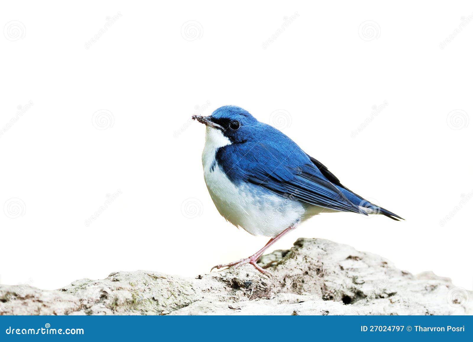 Bird (Siberian Blue Robin) on White Backg Stock Image - Image of billed ...