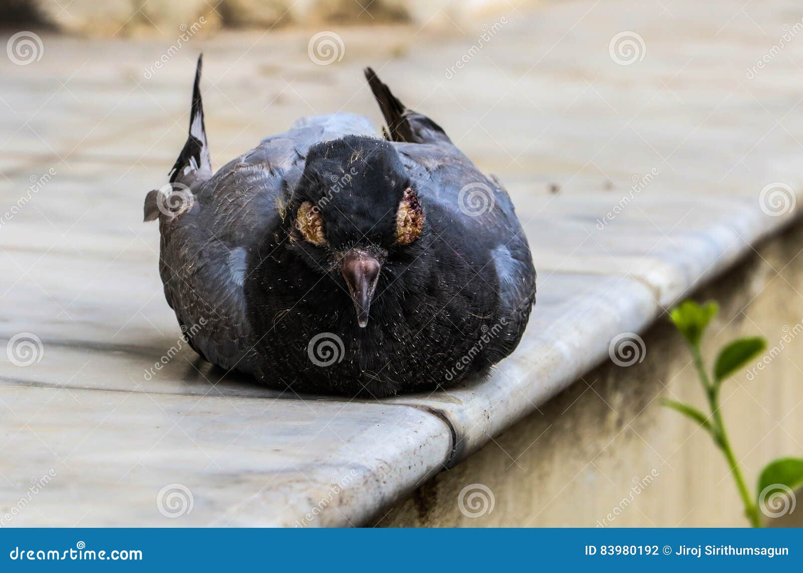 Bird sick stock photo. Image of earth, black, check, clinical - 83980192
