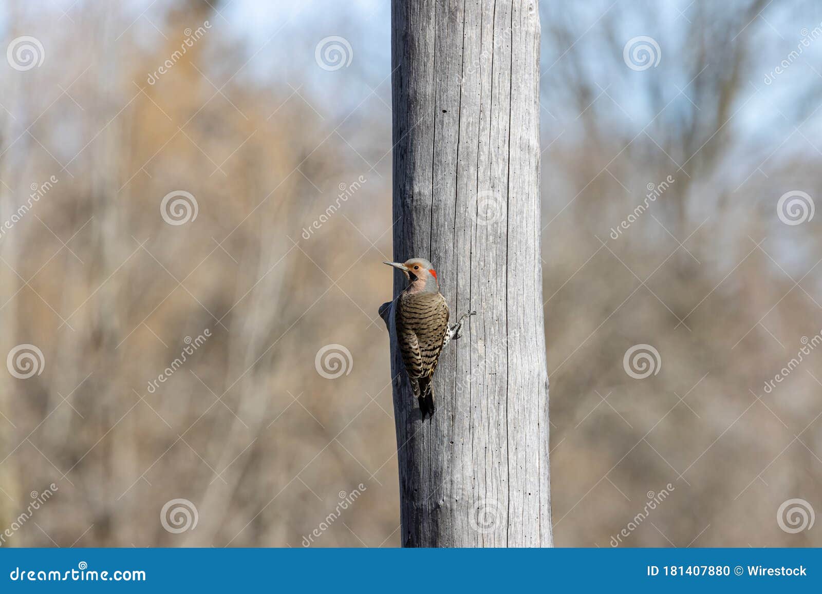 Bird on a Side of a Tree with a Blurred Background Stock Photo - Image ...