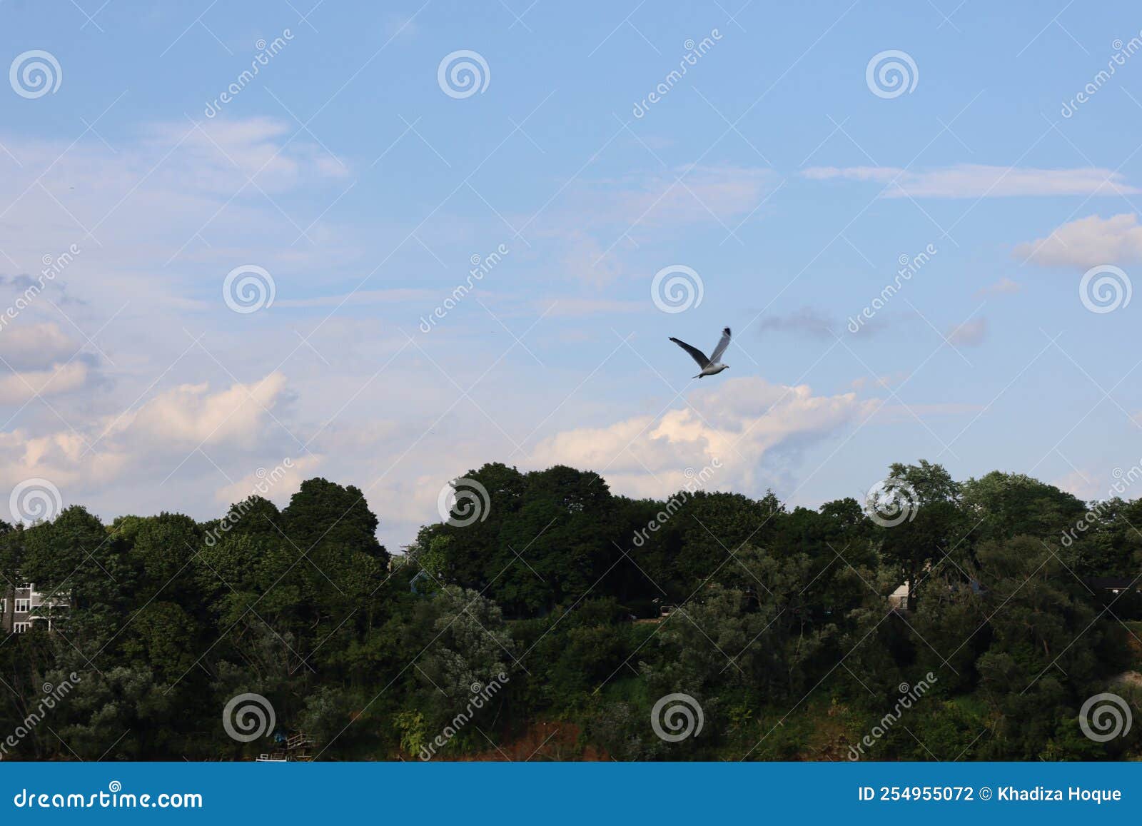 Bird Sight Flying stock photo. Image of water, wildlife - 254955072