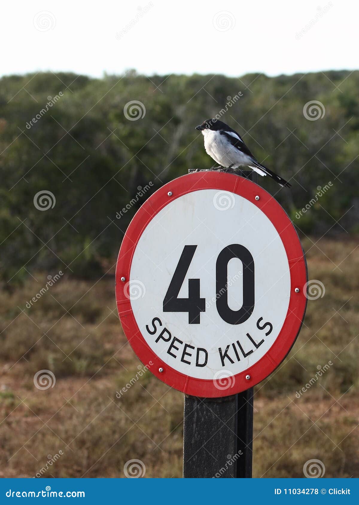 Bird on a sign. stock photo. Image of officer, avian - 11034278