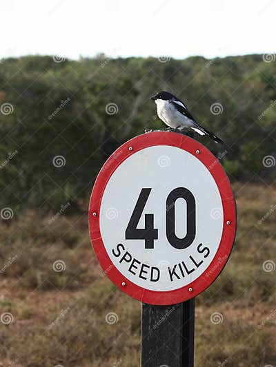 Bird on a sign. stock photo. Image of officer, avian - 11034278