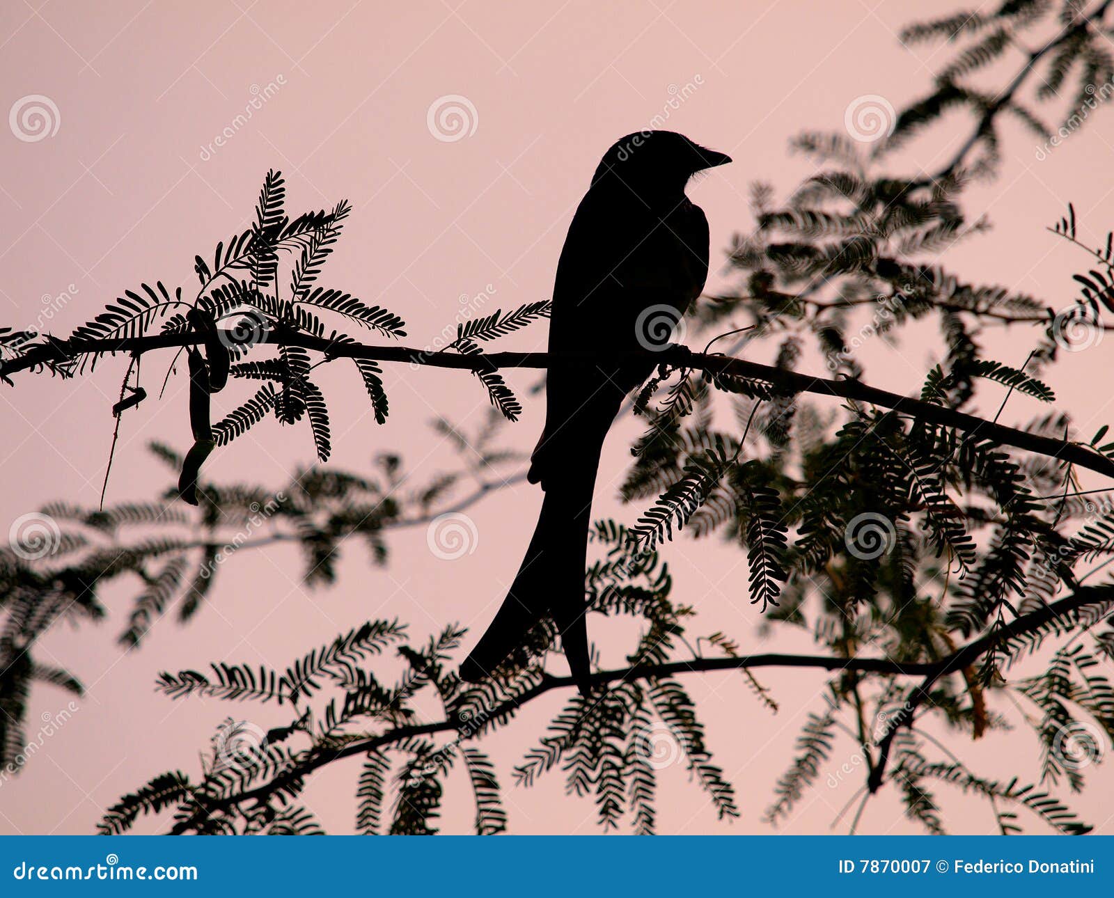 Simple Tree Silhouette With Bird