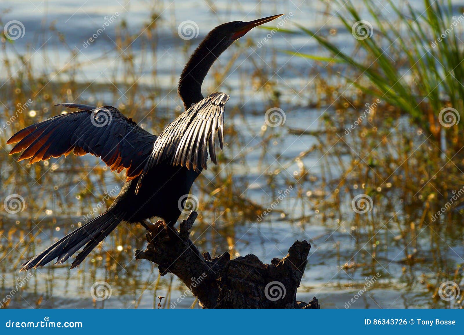 Bird Silhouette stock photo. Image of wetland, anhinga - 86343726