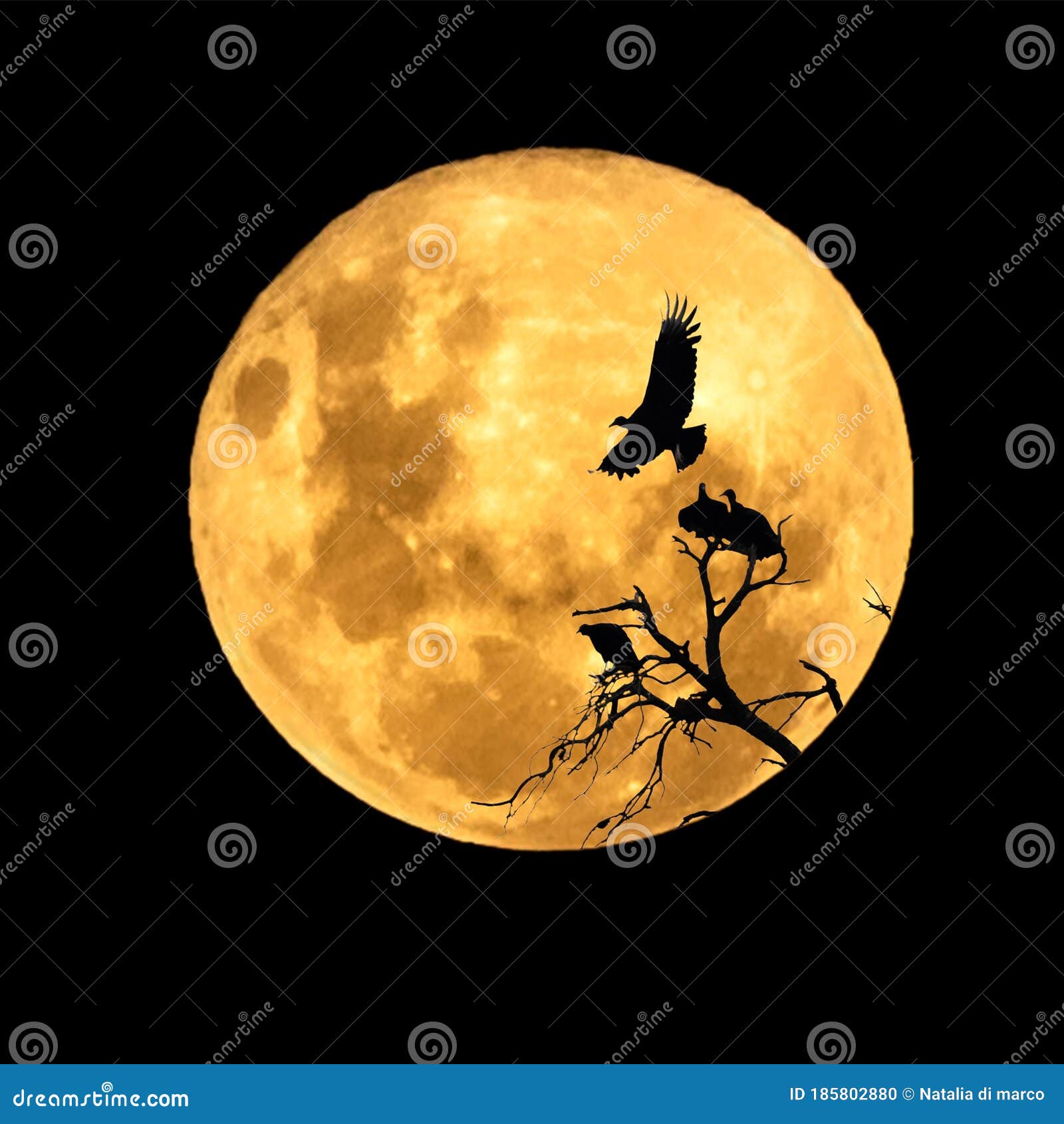 1,843 Moon Phase Silhouette Stock Photos - Free & Royalty-Free Stock ...