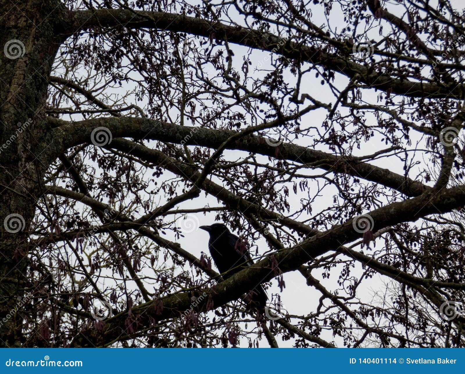 Bird Silhouette on the Tree Stock Photo - Image of dark, clouds: 140401114