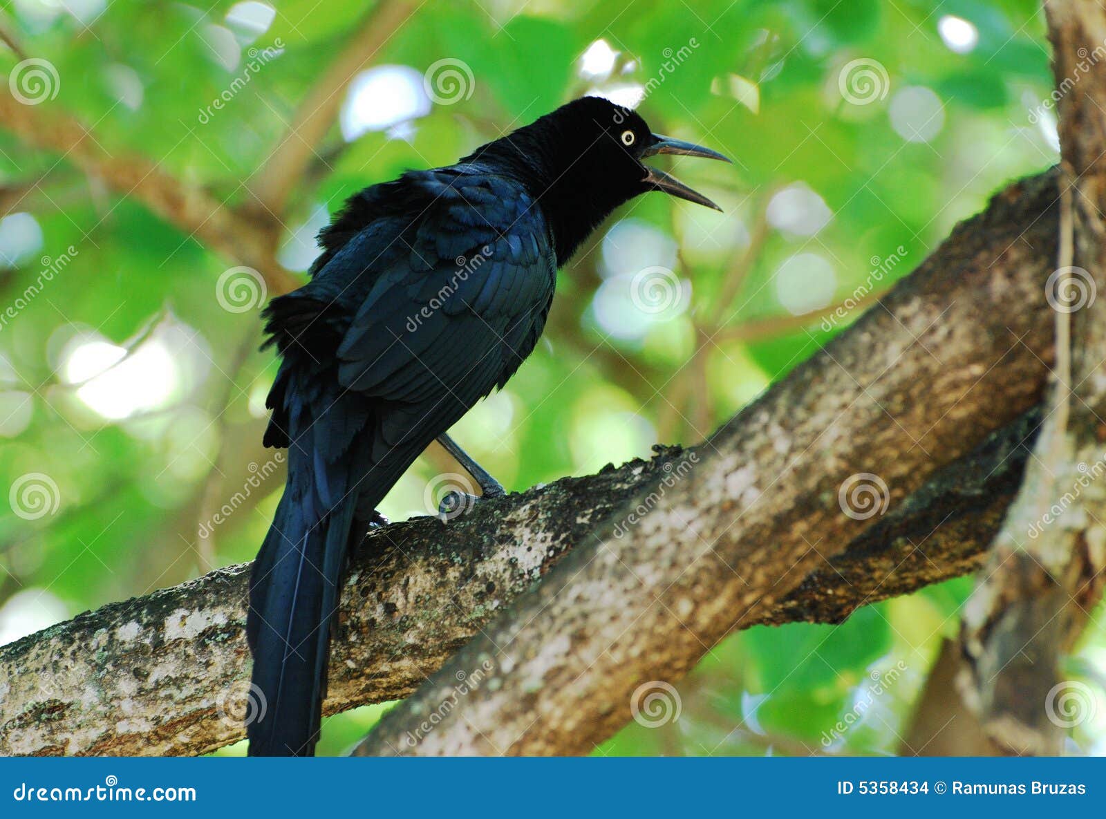 Bird Singing stock photo. Image of feathers, nature, bird - 5358434