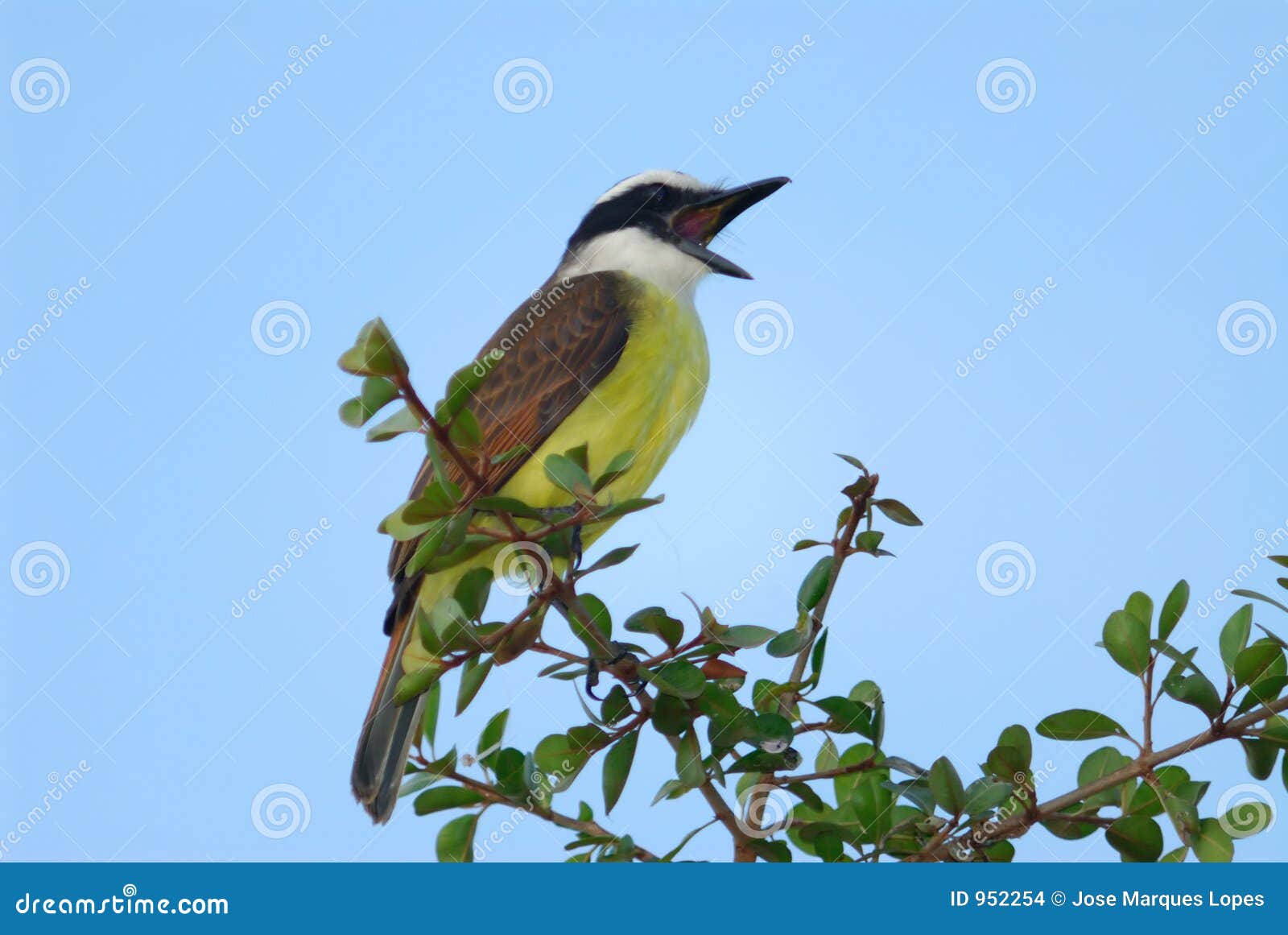 Bird singing stock photo. Image of wallpaper, animal, farm - 952254