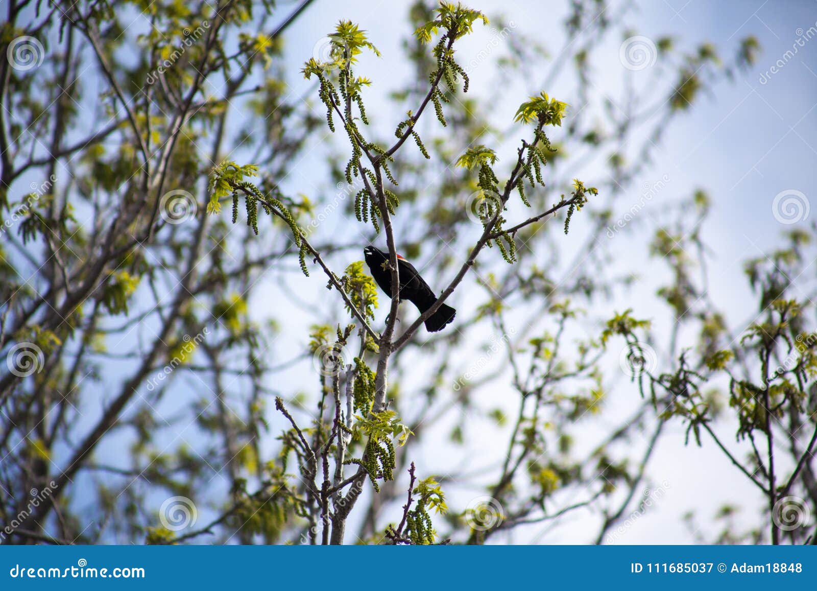 A Bird Singing Amongst Green Flowers Stock Image - Image of tree ...
