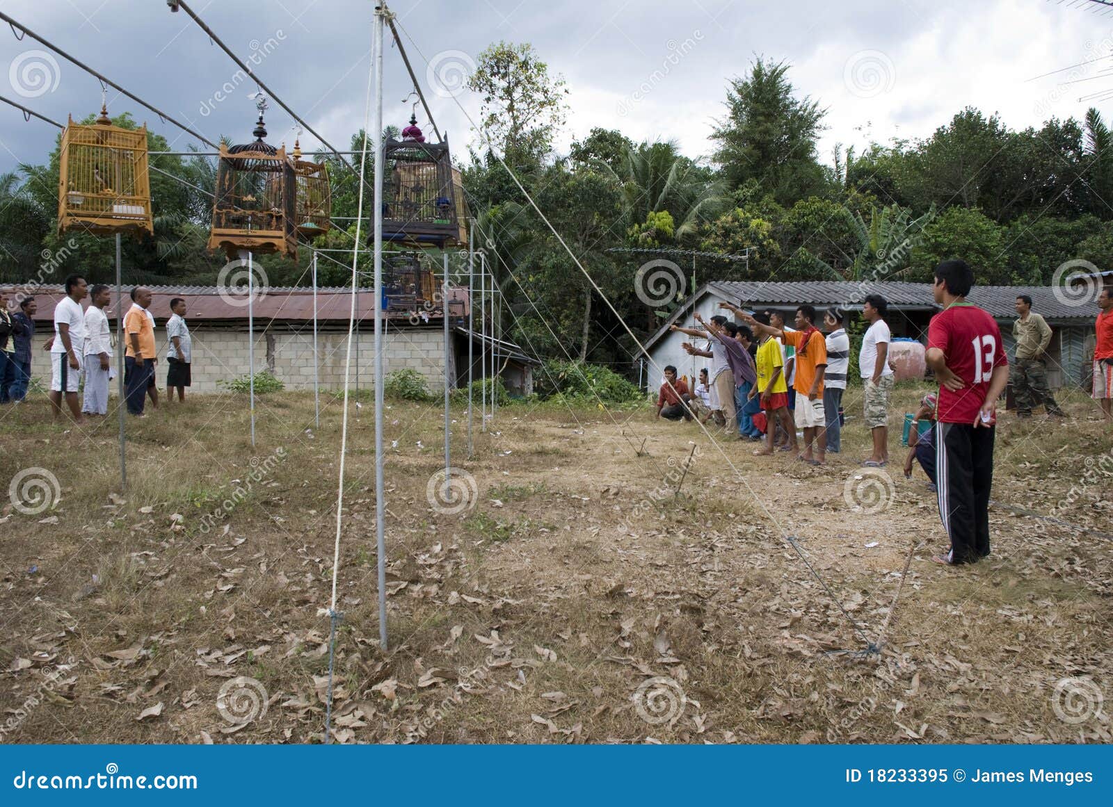 Bird Singing Contest editorial image. Image of south - 18233395