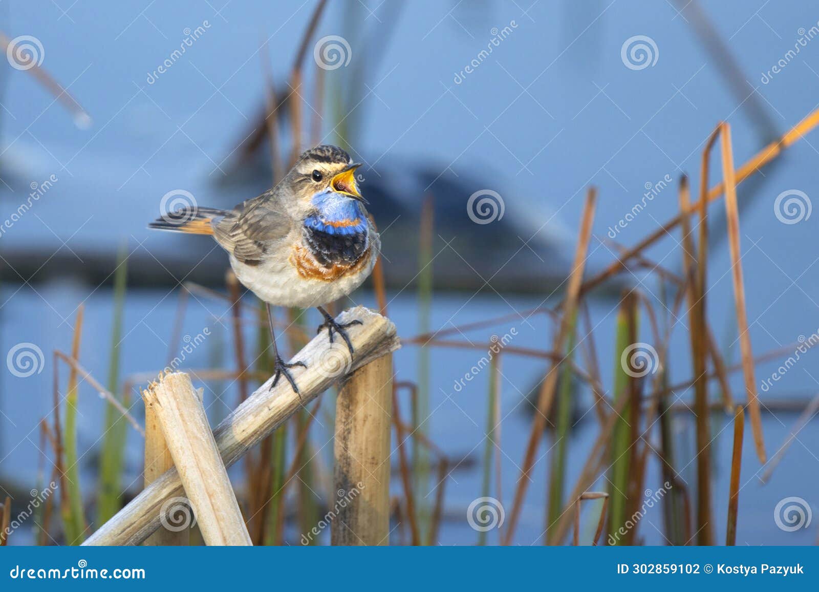 Bird Singing in Spring Against Blue Water Stock Photo - Image of nature ...