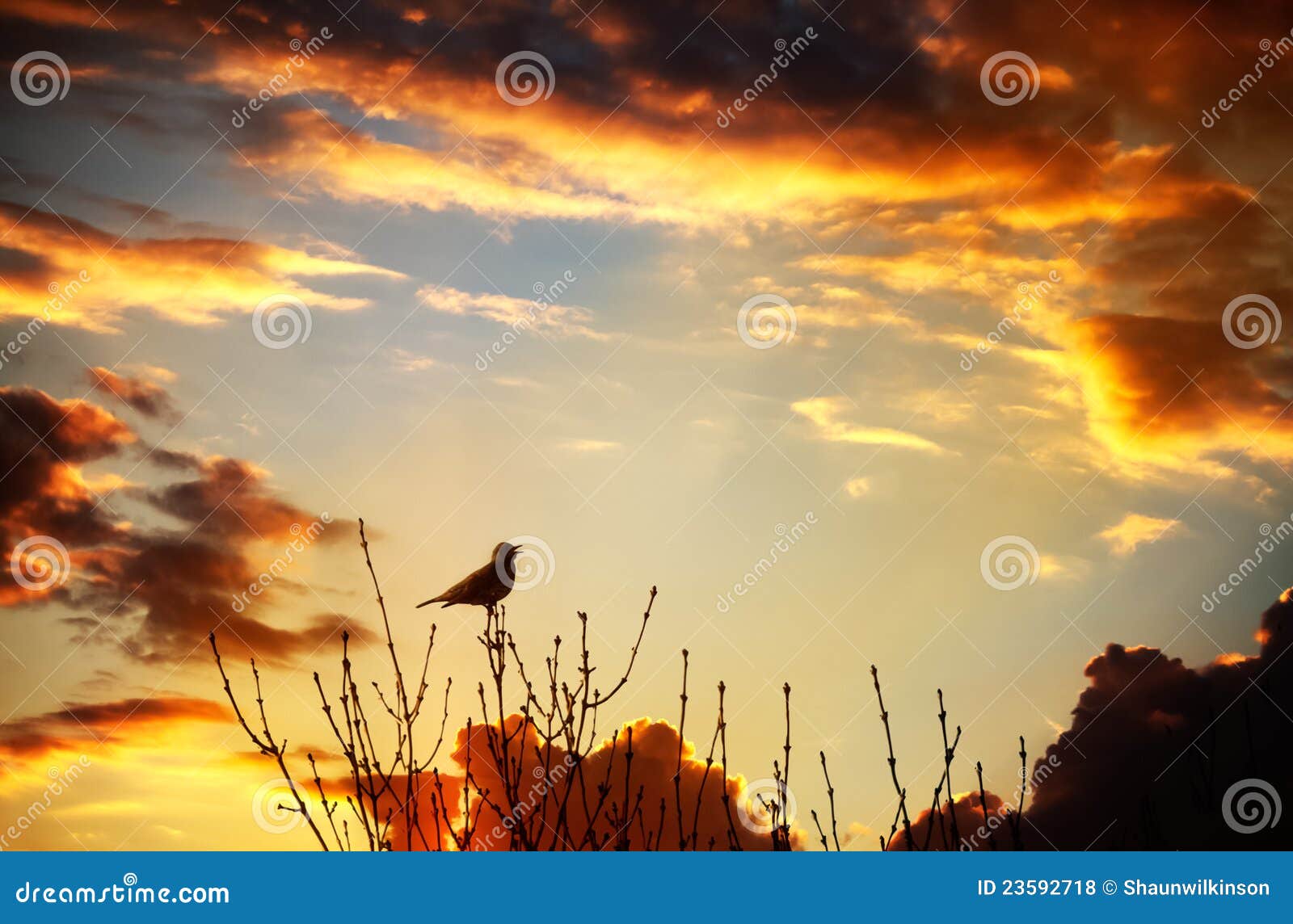Bird singing at sunset stock photo. Image of dusk, branch - 23592718