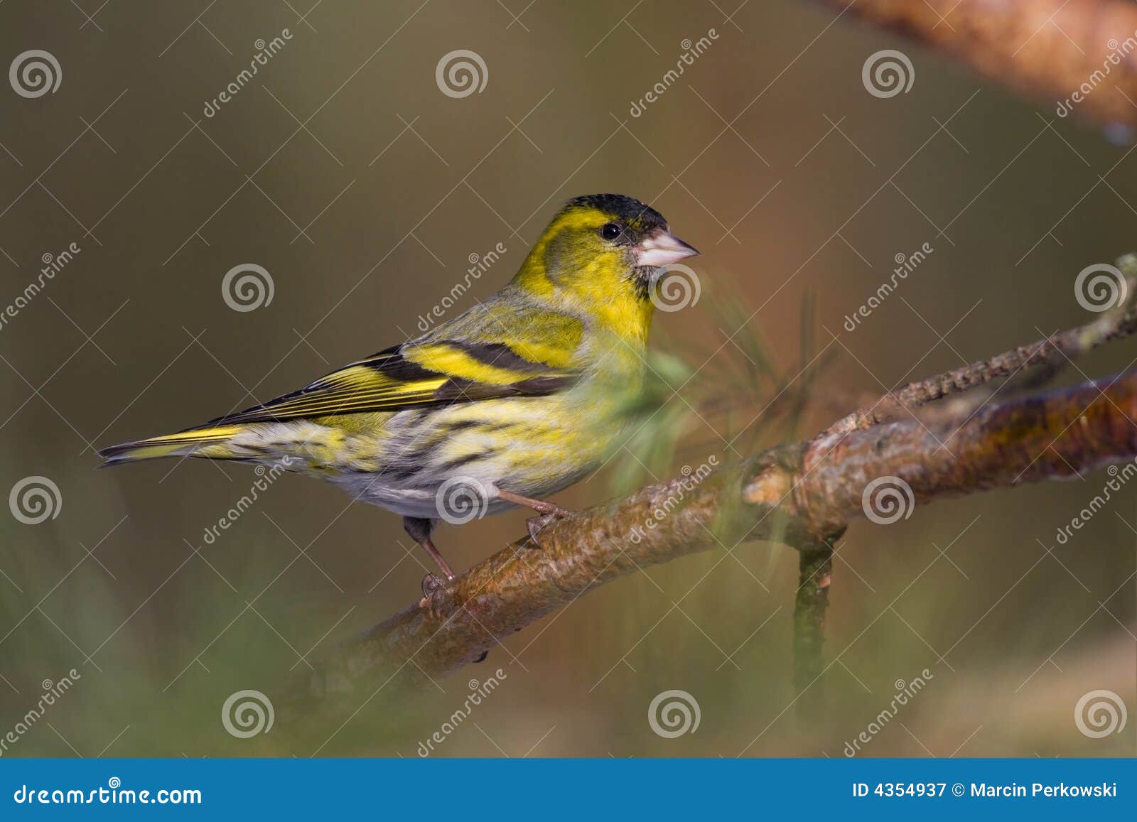 Bird - Siskin (carduelis Spinus) Stock Image - Image of cone, animal ...
