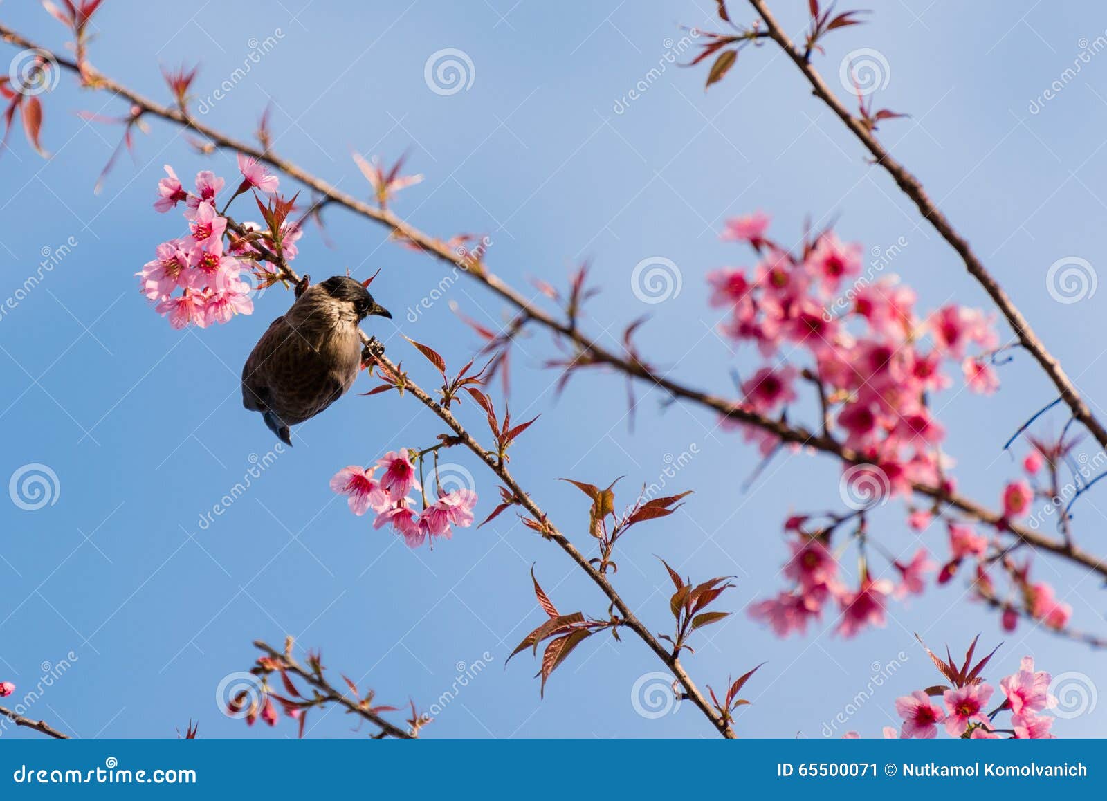 Bird Sit on Cherry Blossom Tree Stock Image - Image of yellow, animal ...
