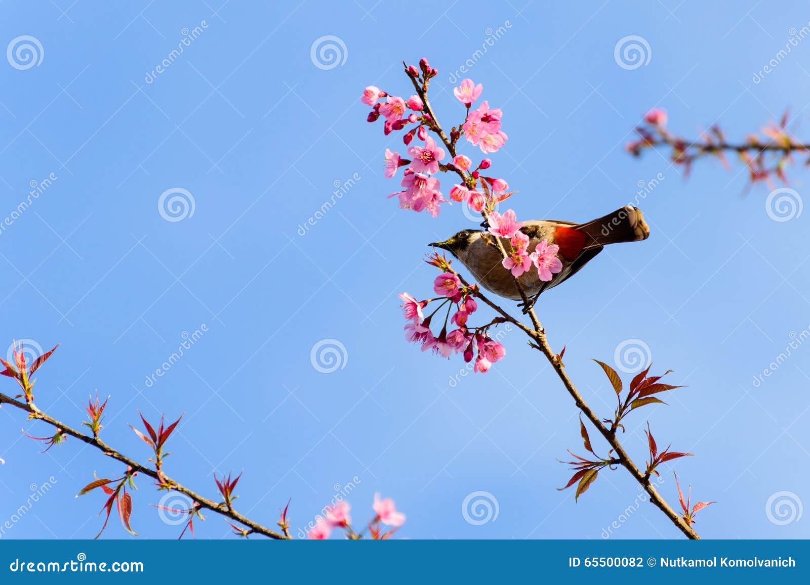 Bird Sit on Cherry Blossom Tree Stock Photo - Image of white, bulbul ...