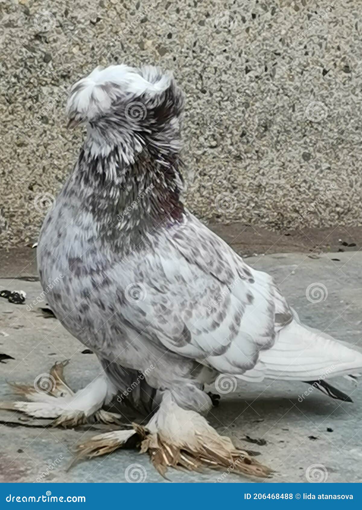 Bird sit and flit stock photo. Image of mammal, parrot - 206468488