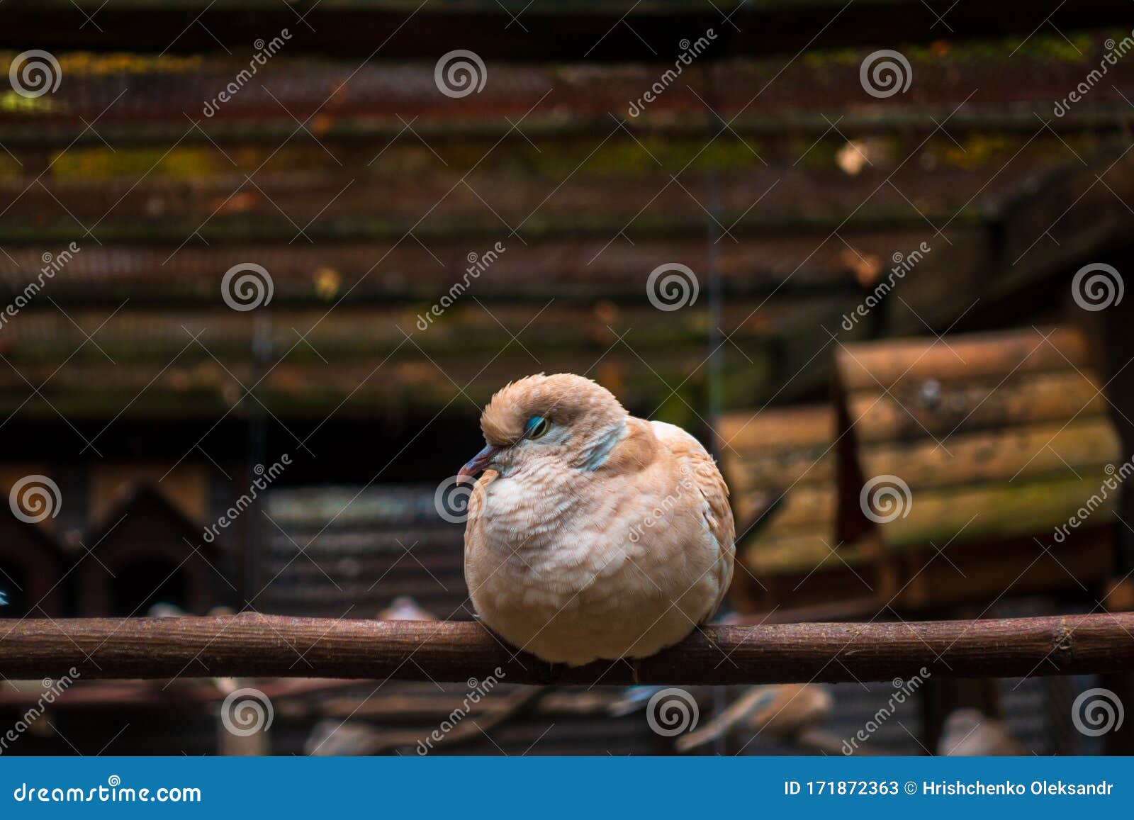 The Bird Sits on a Branch. Front View Stock Image - Image of avian ...
