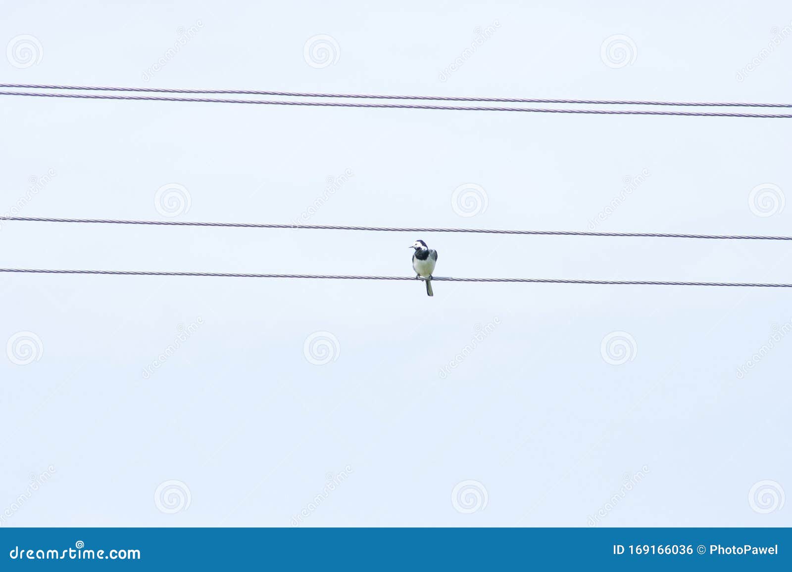 Bird Sits on an Electric Cable Stock Photo - Image of sits, perched ...