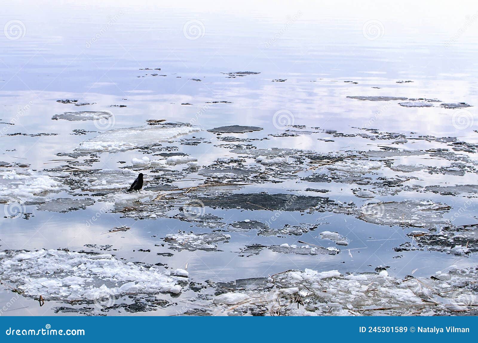 The Bird Sits on a Piece of Melted Ice on the River in Spring Stock ...