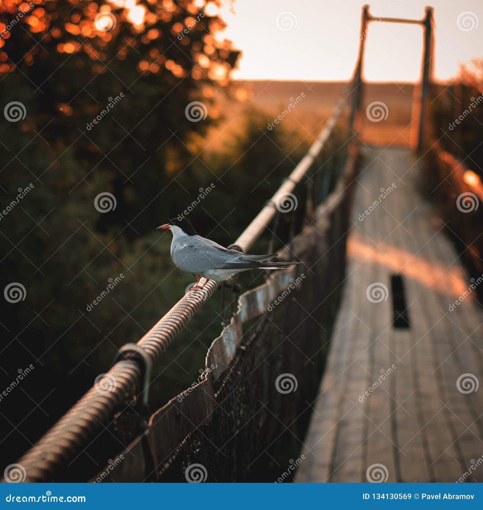 The Bird Sits on the Railing of the Bridge Stock Image - Image of water ...